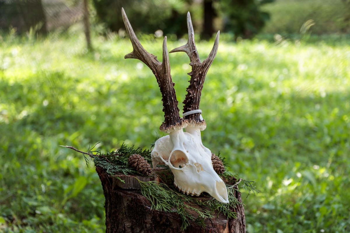 How To Clean A Deer Skull Outabs