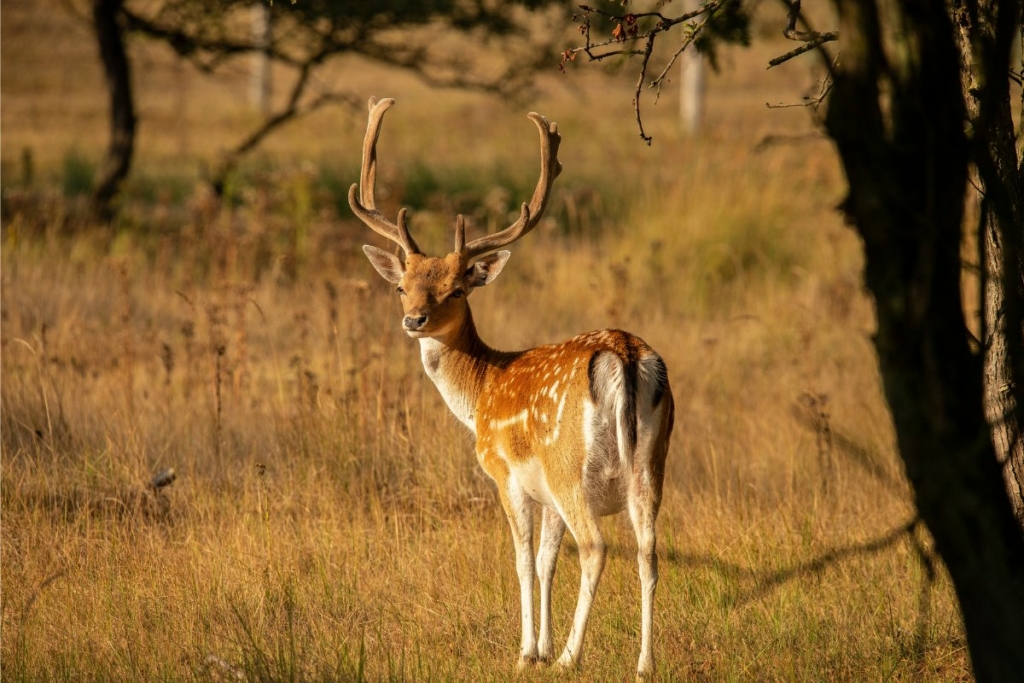 How to Clean a Deer Skull - Outabs