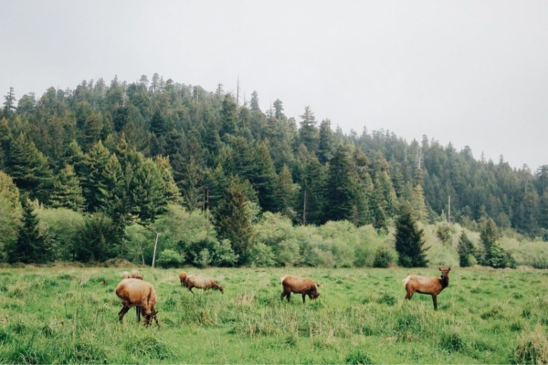 Deer Food Plot Basics - Outabs