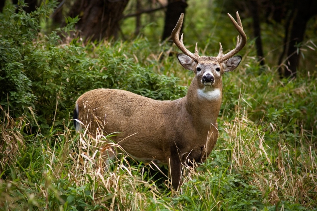 How to Field Dress a Deer - Outabs